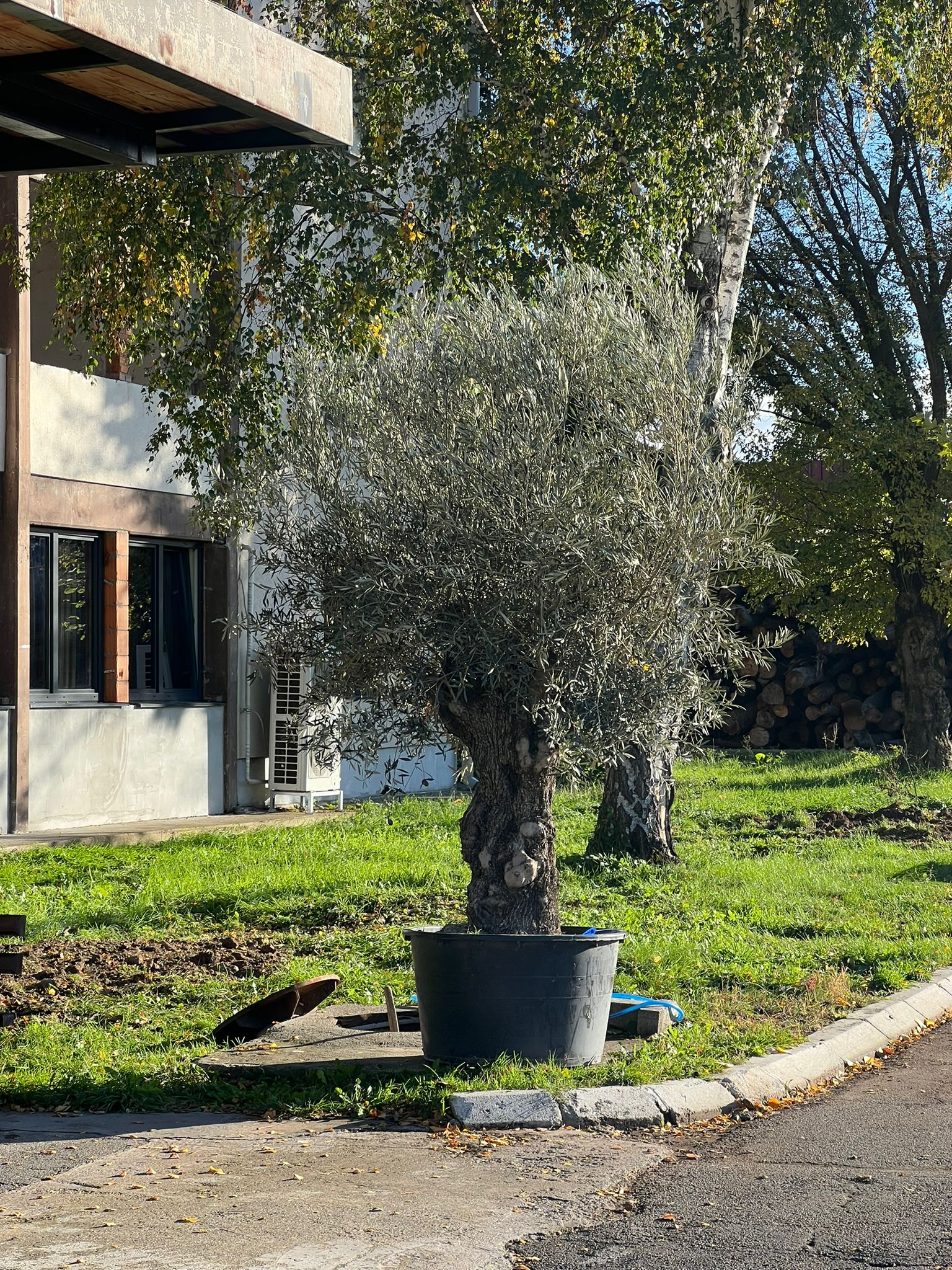 Prodaja Palmi